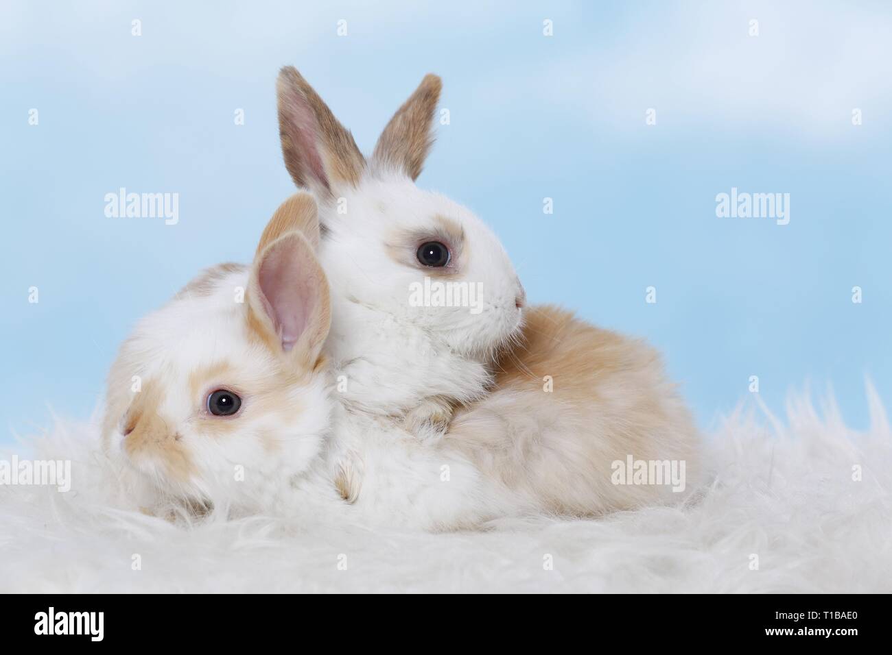 2 young rabbits Stock Photo - Alamy
