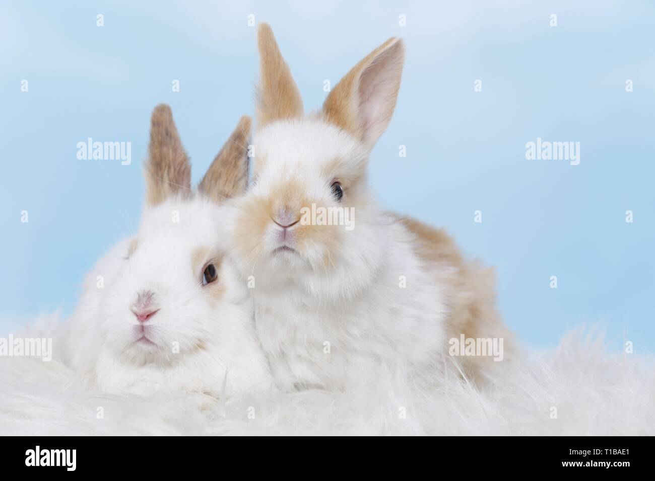 2 baby rabbits hi-res stock photography and images - Alamy