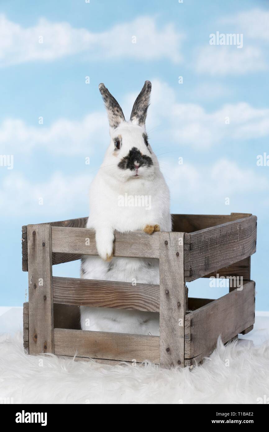 Cloudy sky studio rabbit hi-res stock photography and images - Alamy