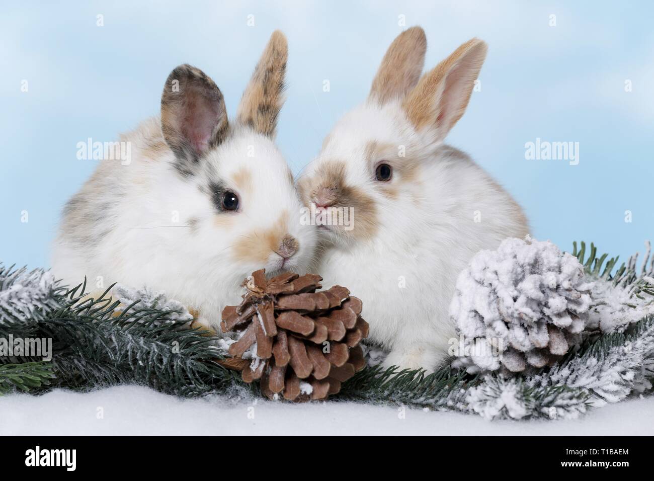 Two rabbits snow hi-res stock photography and images - Alamy
