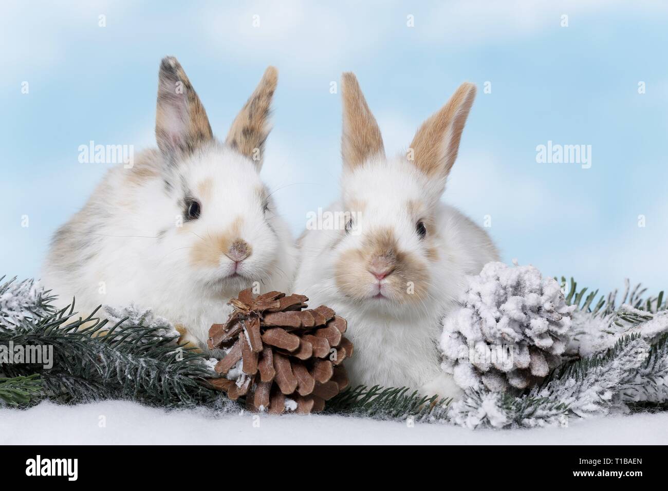 2 baby rabbits hi-res stock photography and images - Alamy