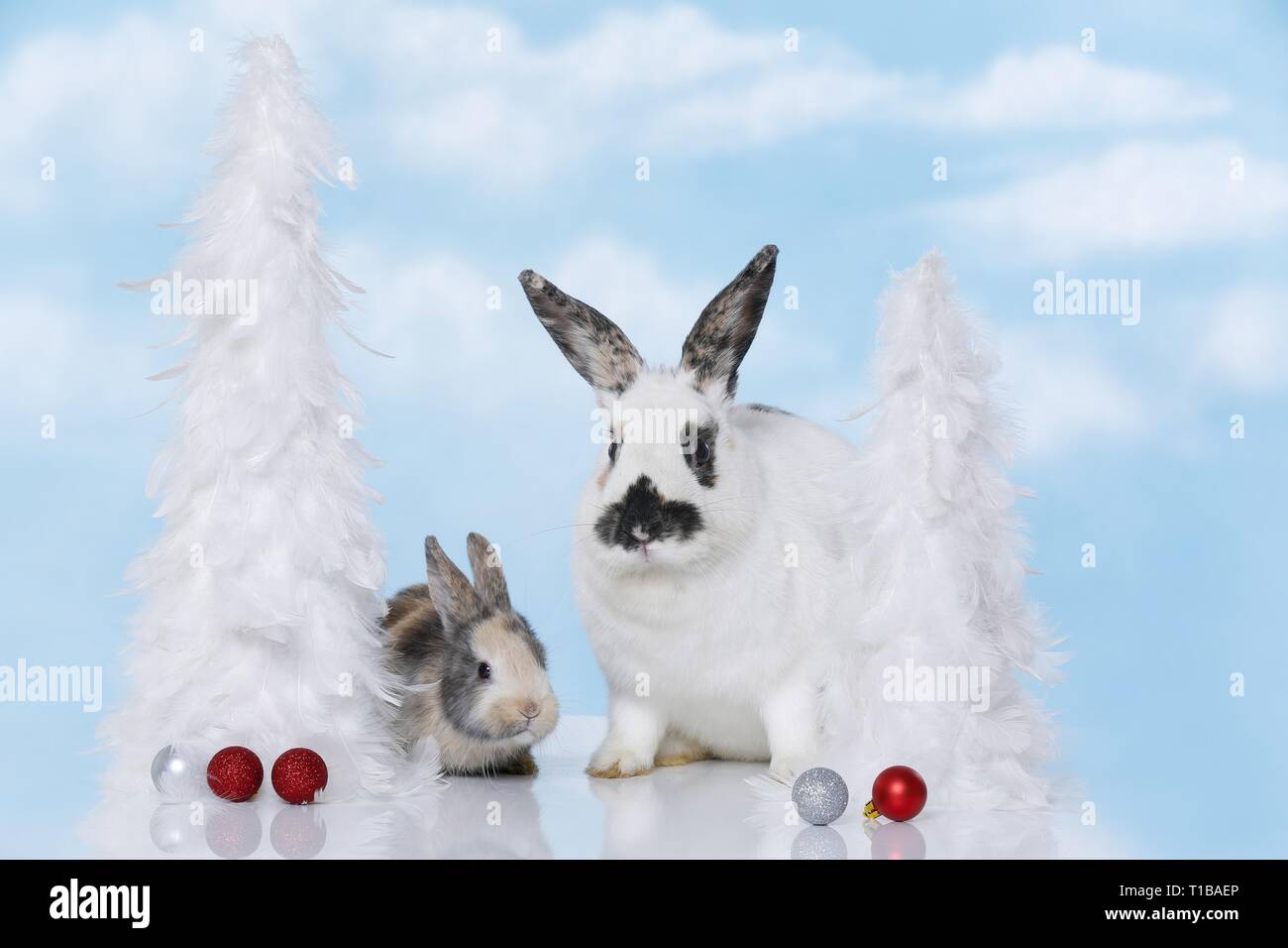 Mother rabbit two young rabbits hi-res stock photography and images - Alamy