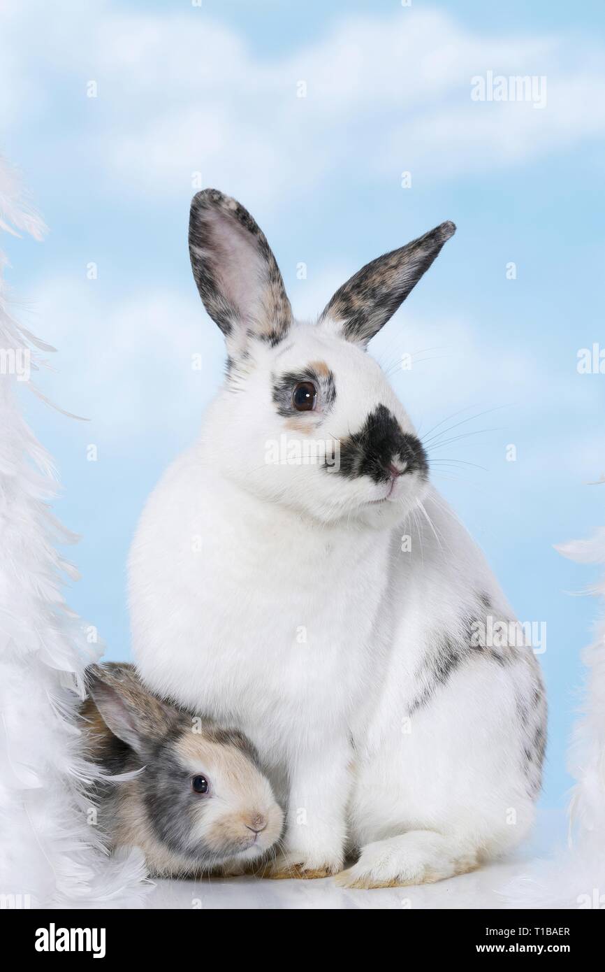 Mother rabbit two young rabbits hi-res stock photography and images - Alamy