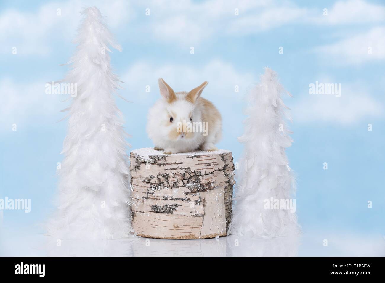 Two white rabbits winter hi-res stock photography and images - Alamy