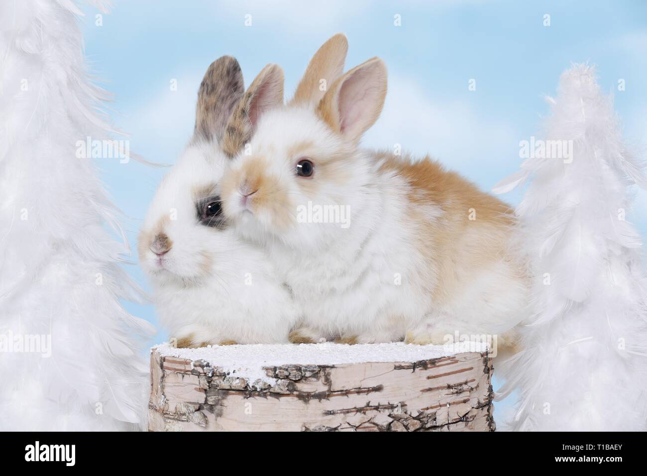 Two white rabbits winter hi-res stock photography and images - Alamy