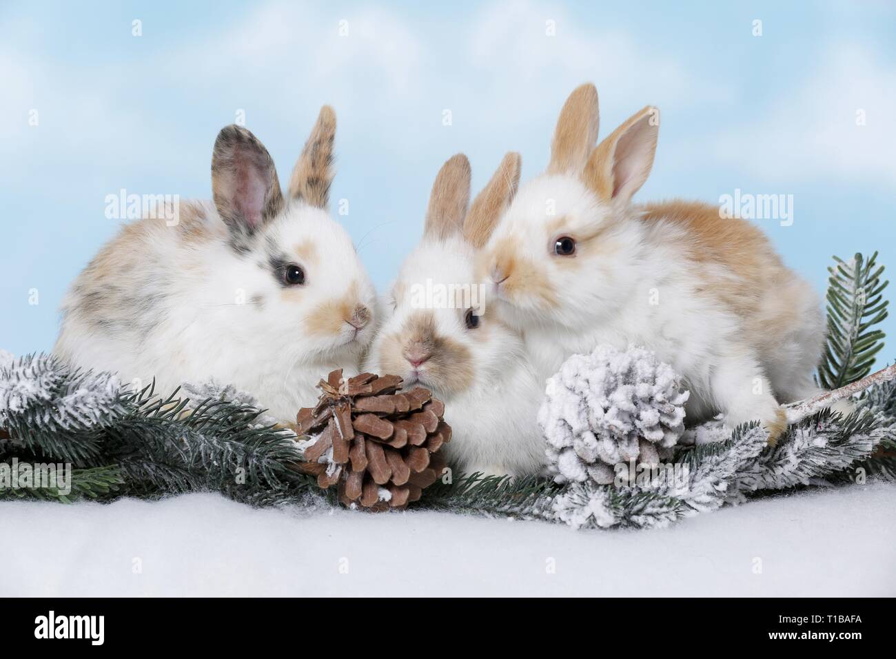 Two rabbits snow hi-res stock photography and images - Alamy
