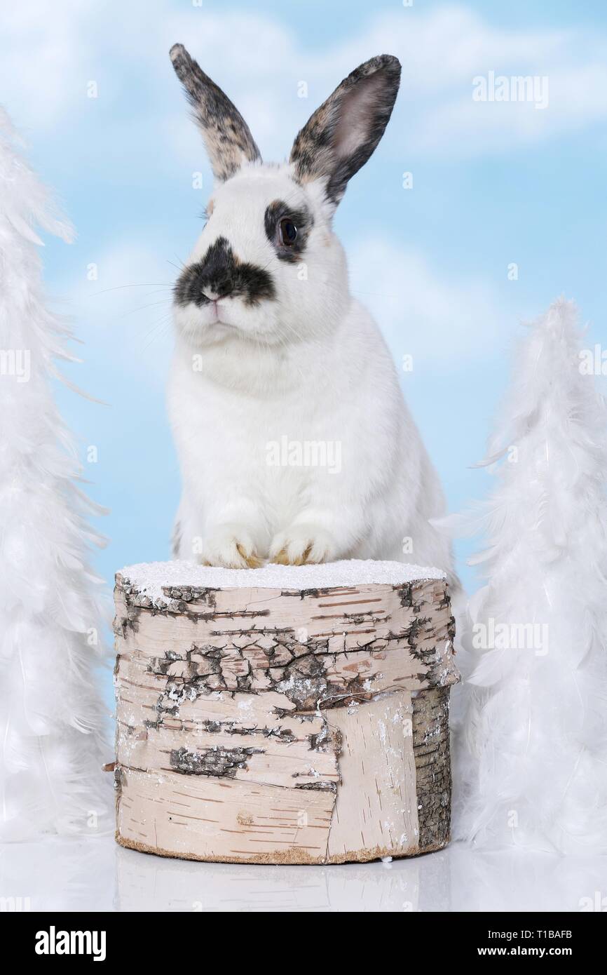 Cloudy sky studio rabbit hi-res stock photography and images - Alamy