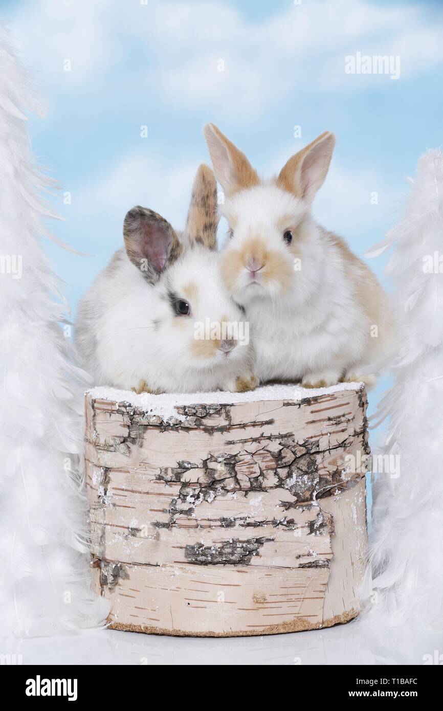 2 young rabbits Stock Photo - Alamy