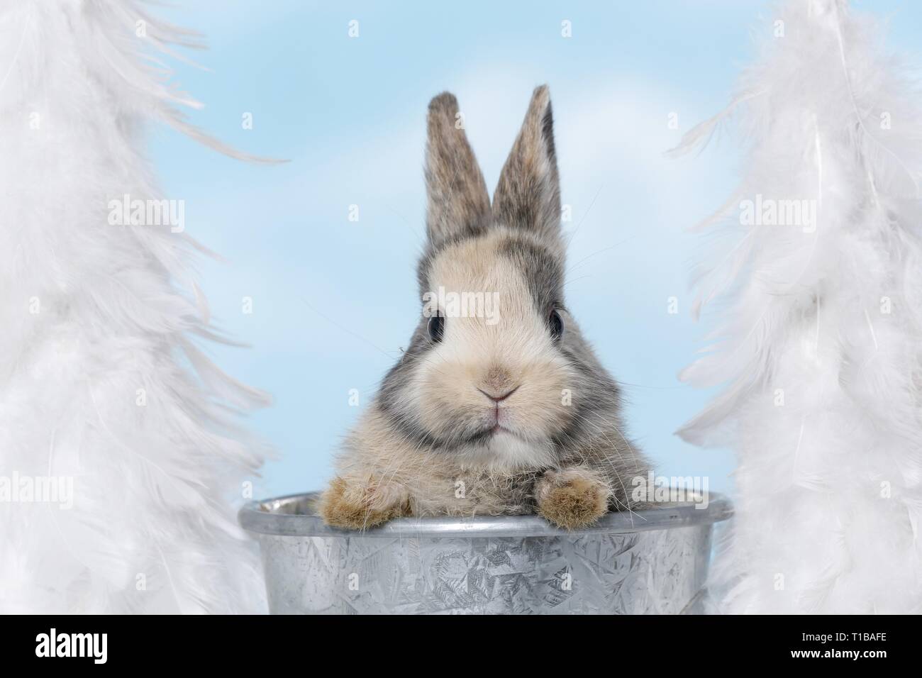 Rabbit bin hi-res stock photography and images - Alamy