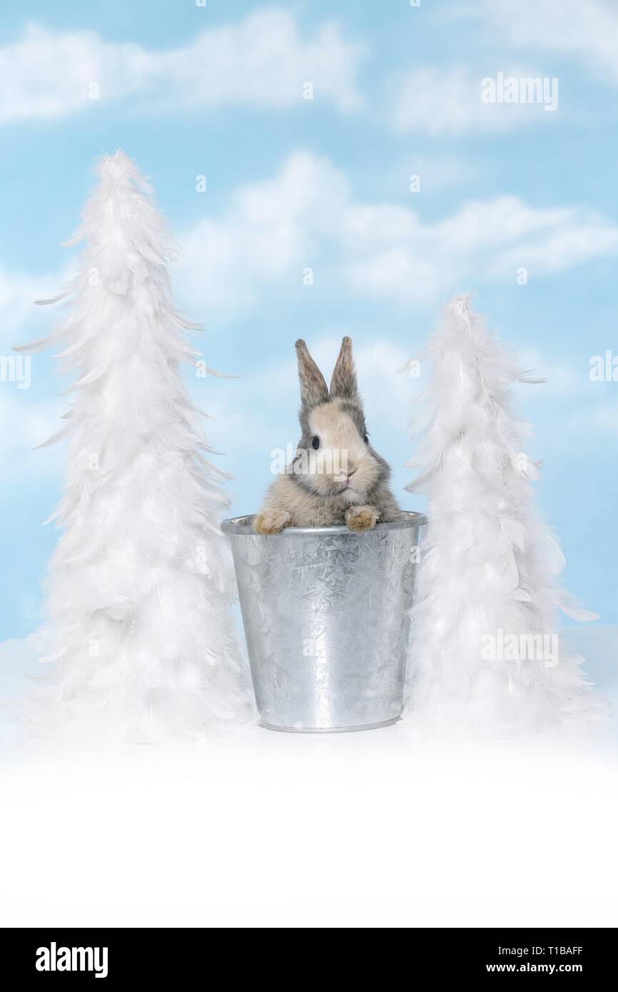 Rabbit bin hi-res stock photography and images - Alamy