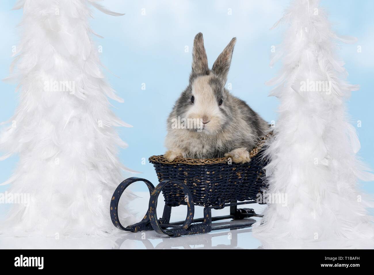 Cloudy sky studio rabbit hi-res stock photography and images - Alamy