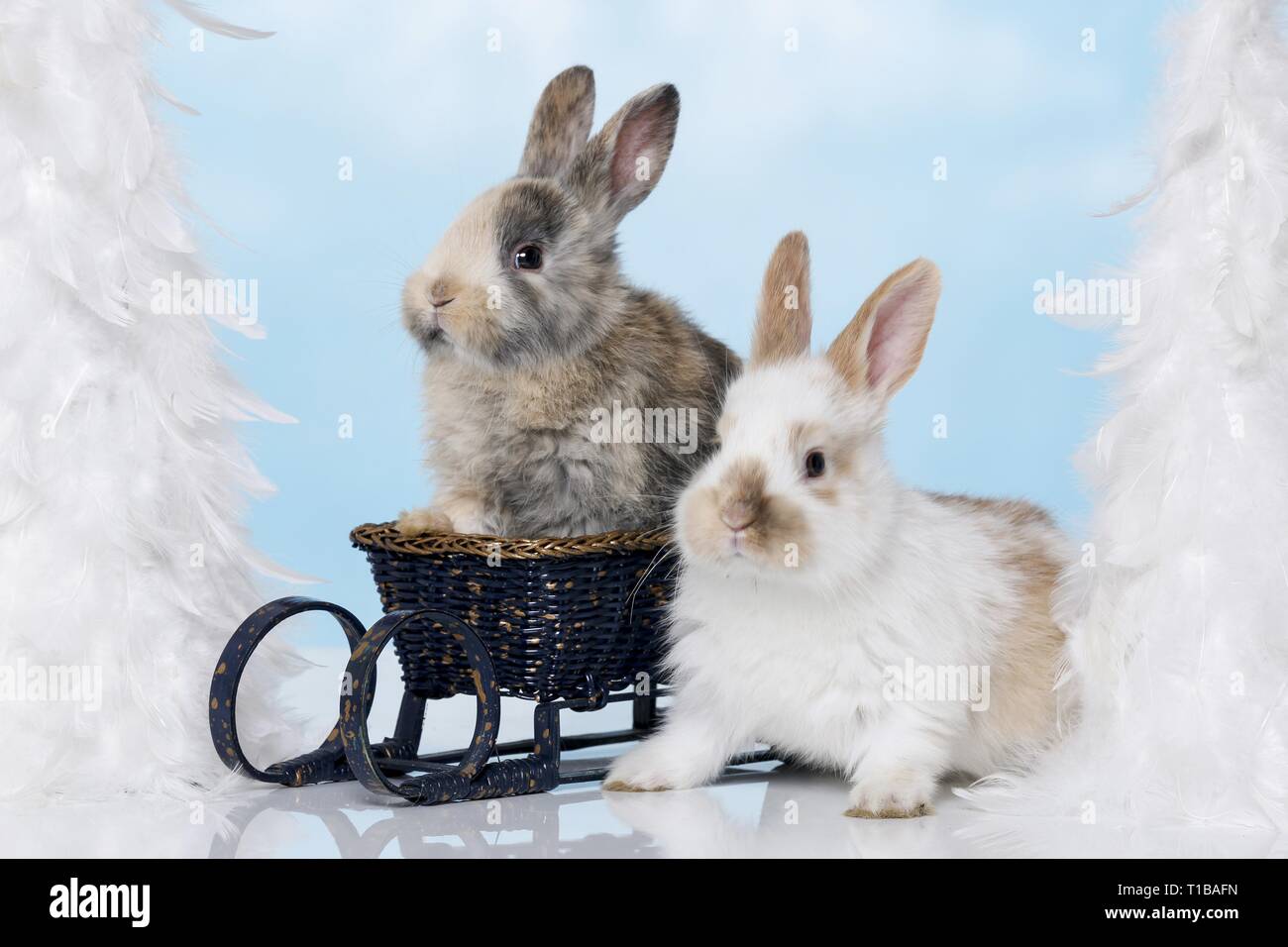 2 baby rabbits hi-res stock photography and images - Alamy