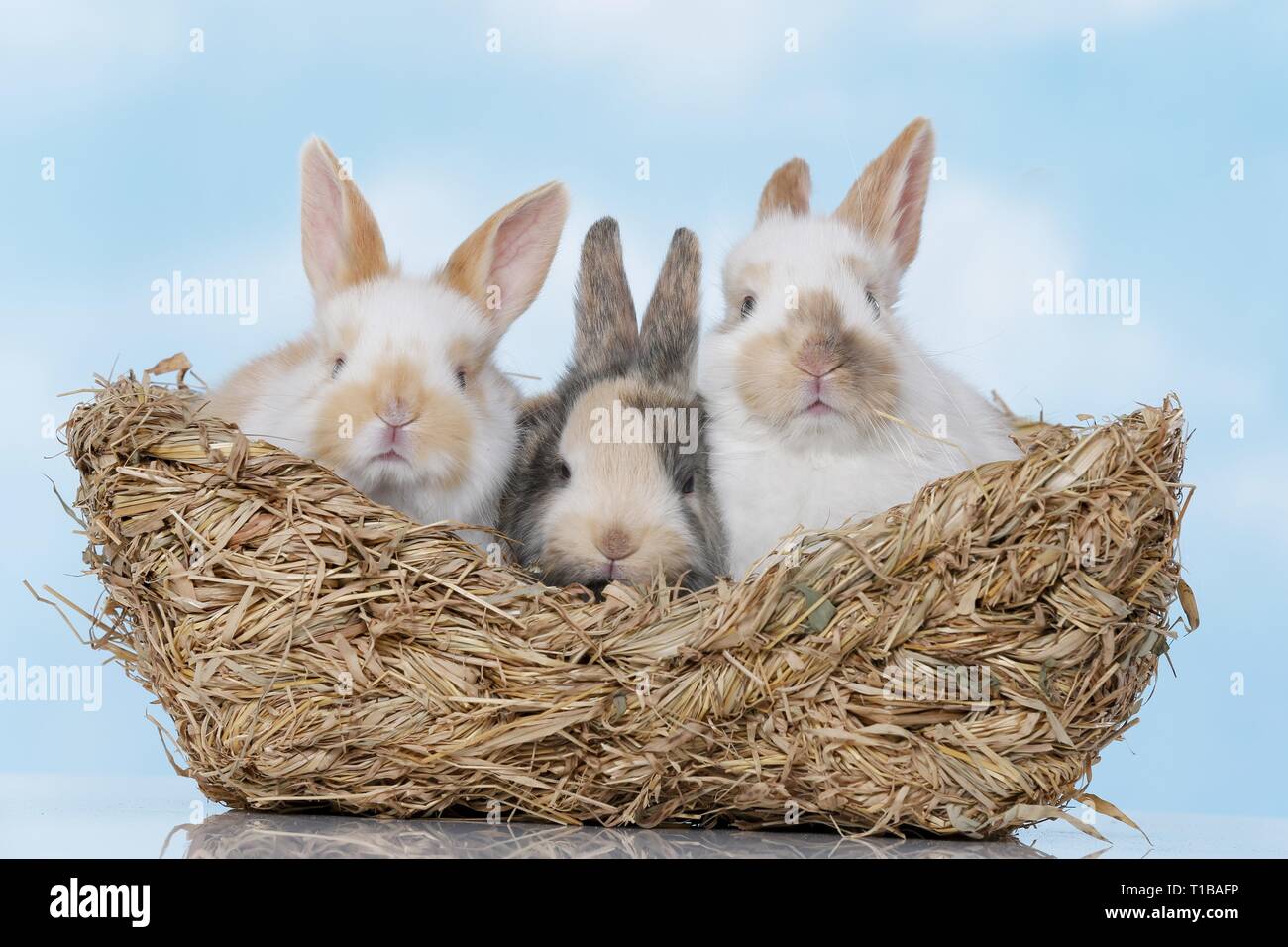 3 young rabbits Stock Photo - Alamy