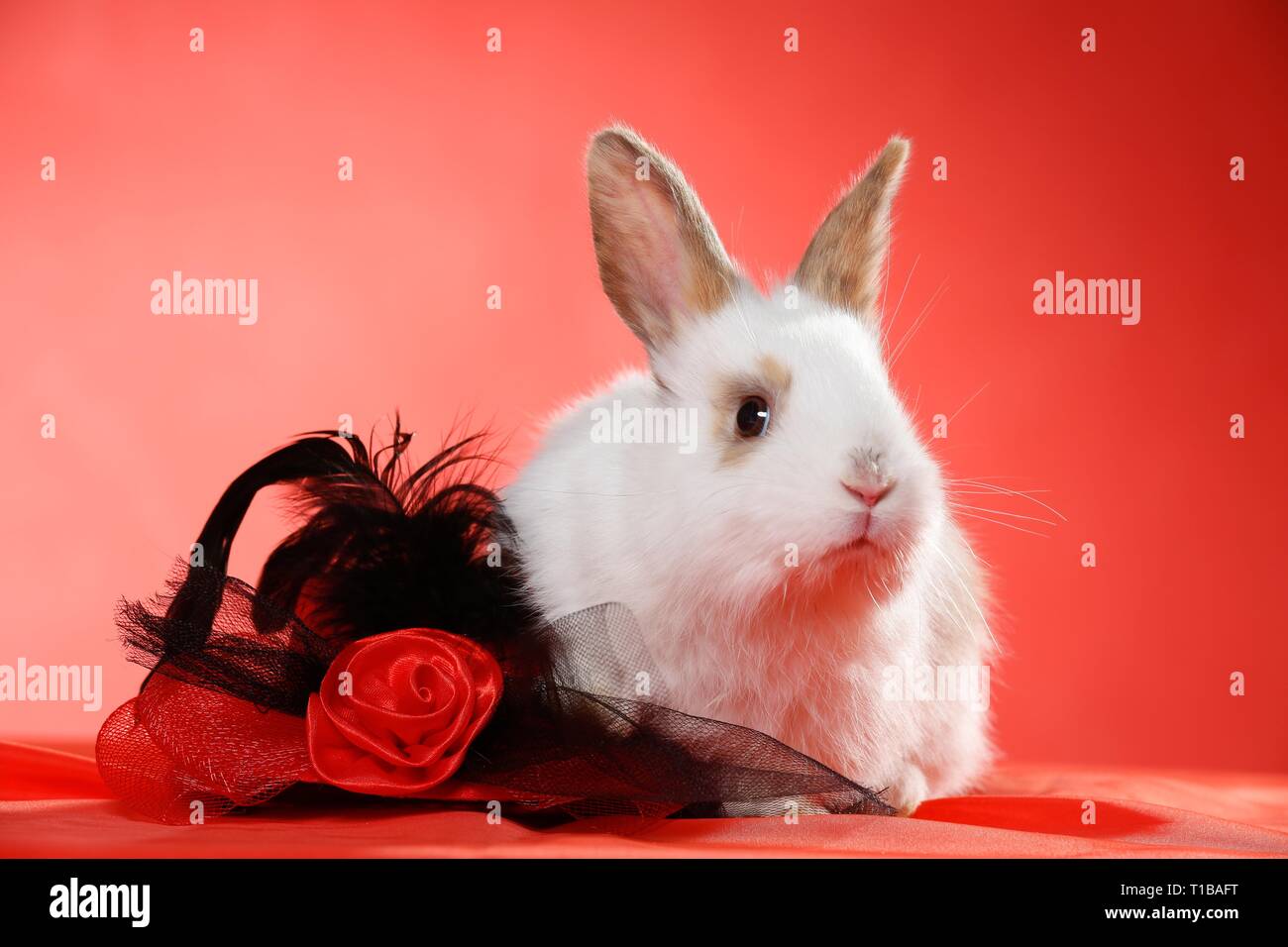 Bunny hut hi-res stock photography and images - Alamy