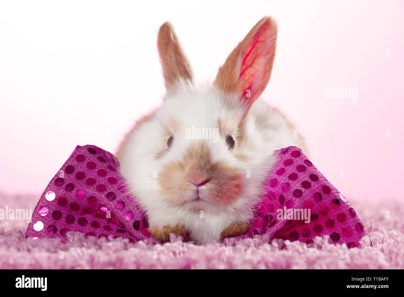 Pale pink tie hi-res stock photography and images - Alamy