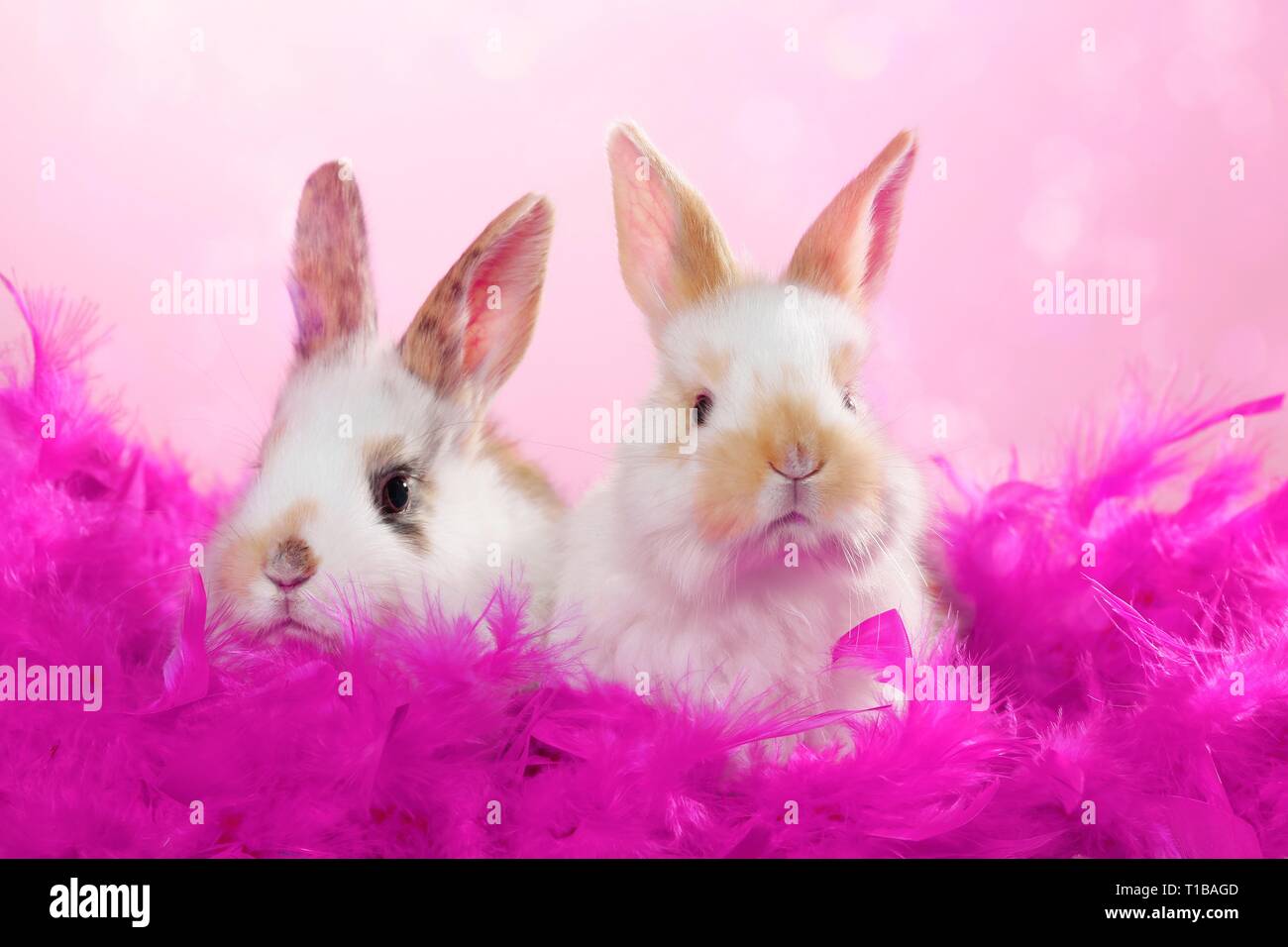 Two rabbits cuddling hi-res stock photography and images - Alamy