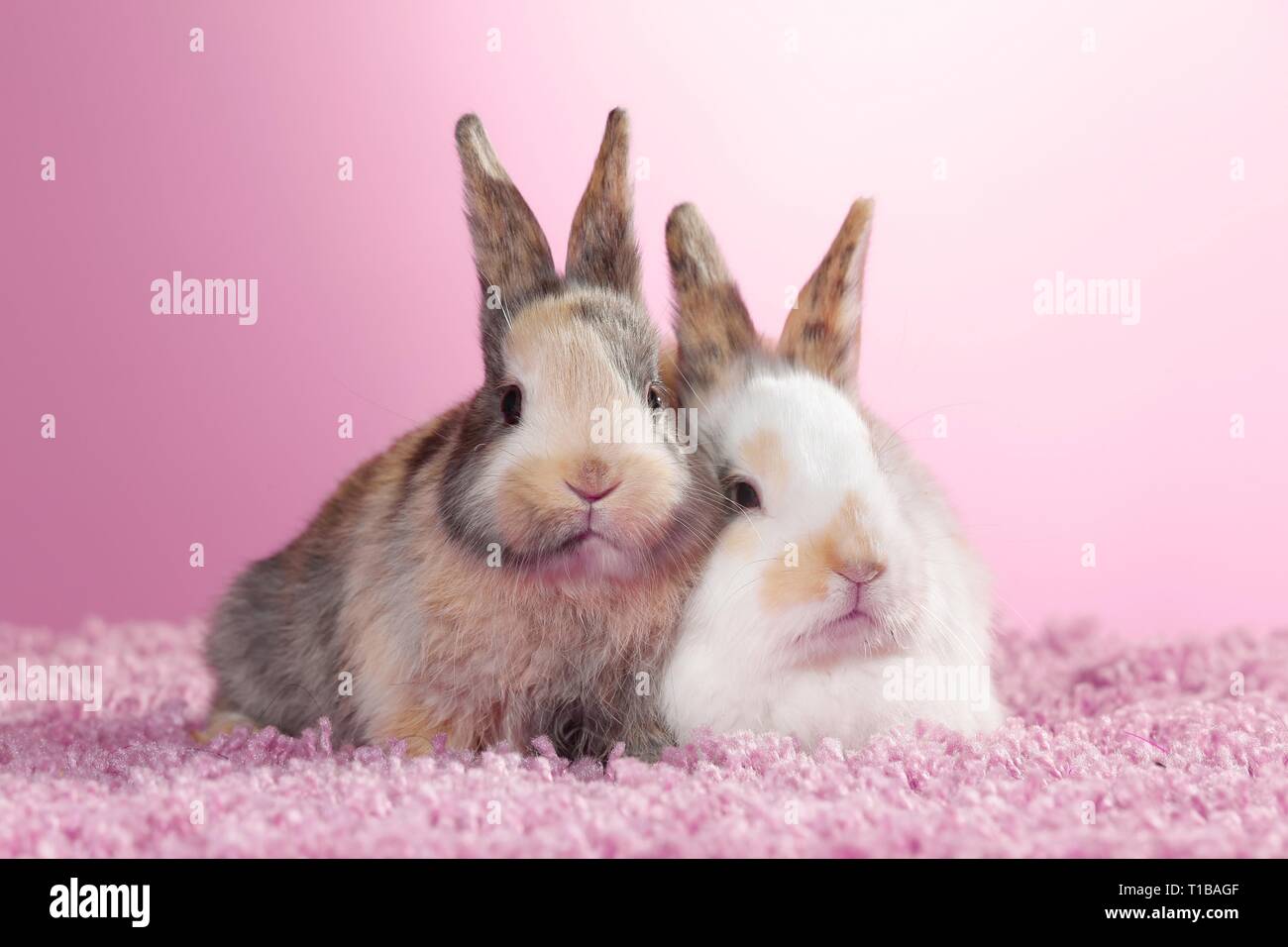 Two rabbits cuddling hi-res stock photography and images - Alamy