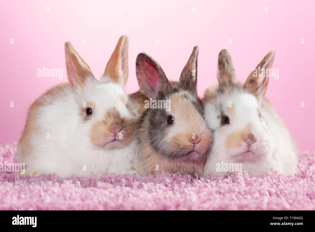 3 young rabbits Stock Photo - Alamy