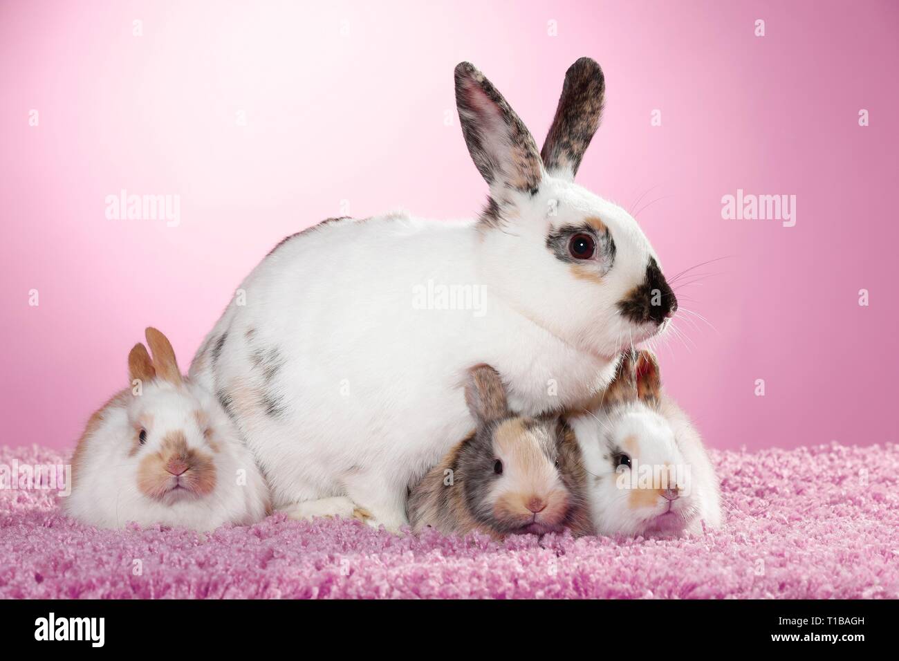 Group adult small rabbits hi-res stock photography and images - Alamy