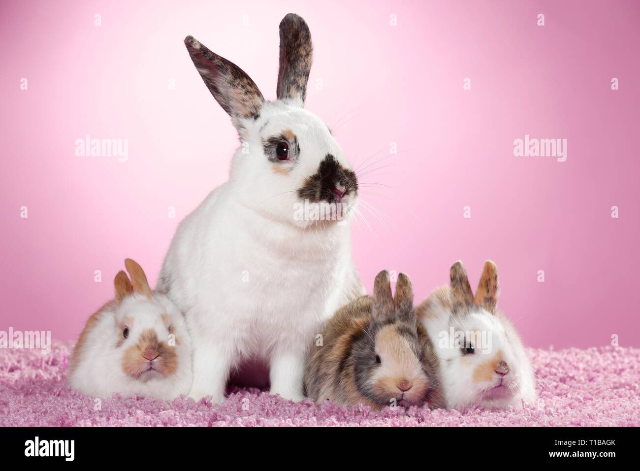 Baby rabbits mother hi-res stock photography and images - Alamy