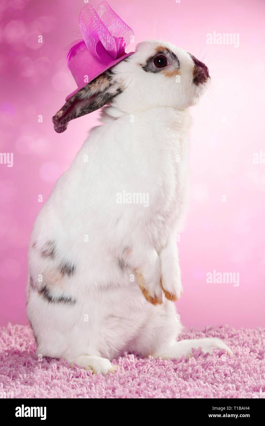 Humor humour begs begging hi-res stock photography and images - Alamy