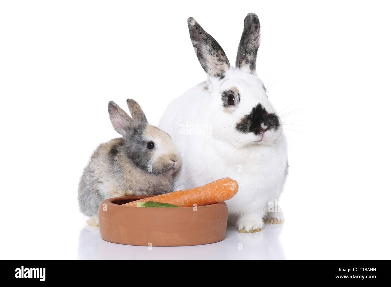 Two rabbits at carrot hi-res stock photography and images - Alamy