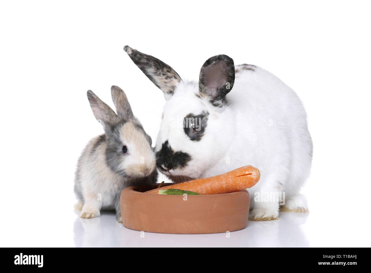 Two rabbits at carrot hi-res stock photography and images - Alamy