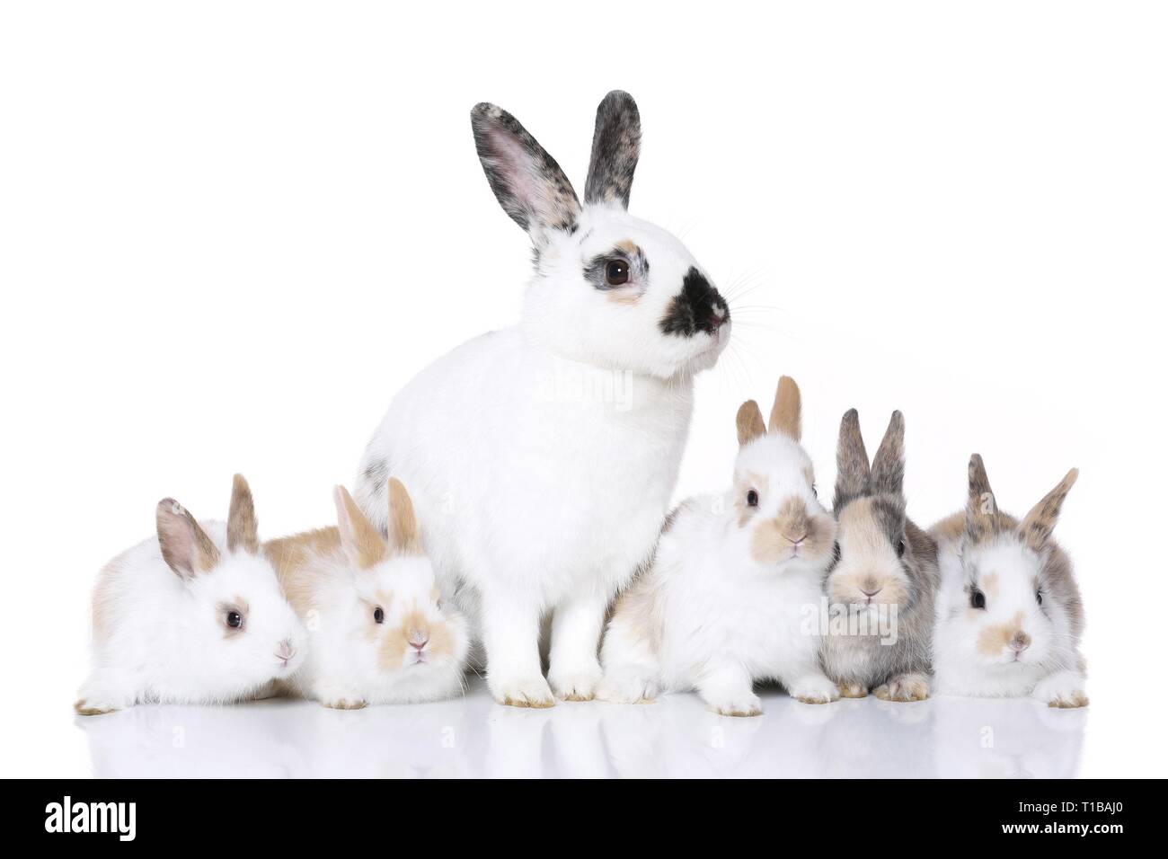 Six rabbits hi-res stock photography and images - Alamy
