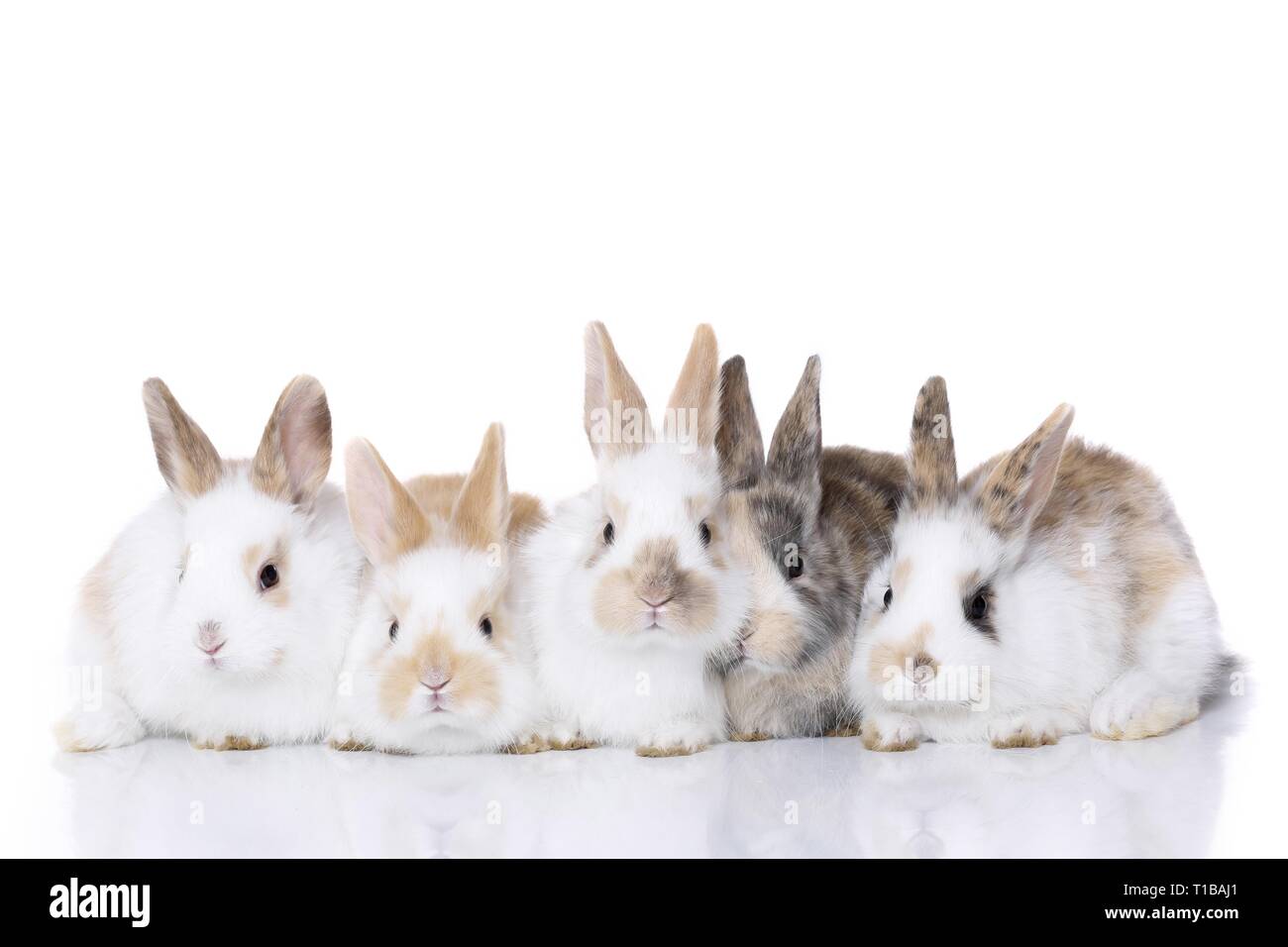 5 young rabbits Stock Photo - Alamy