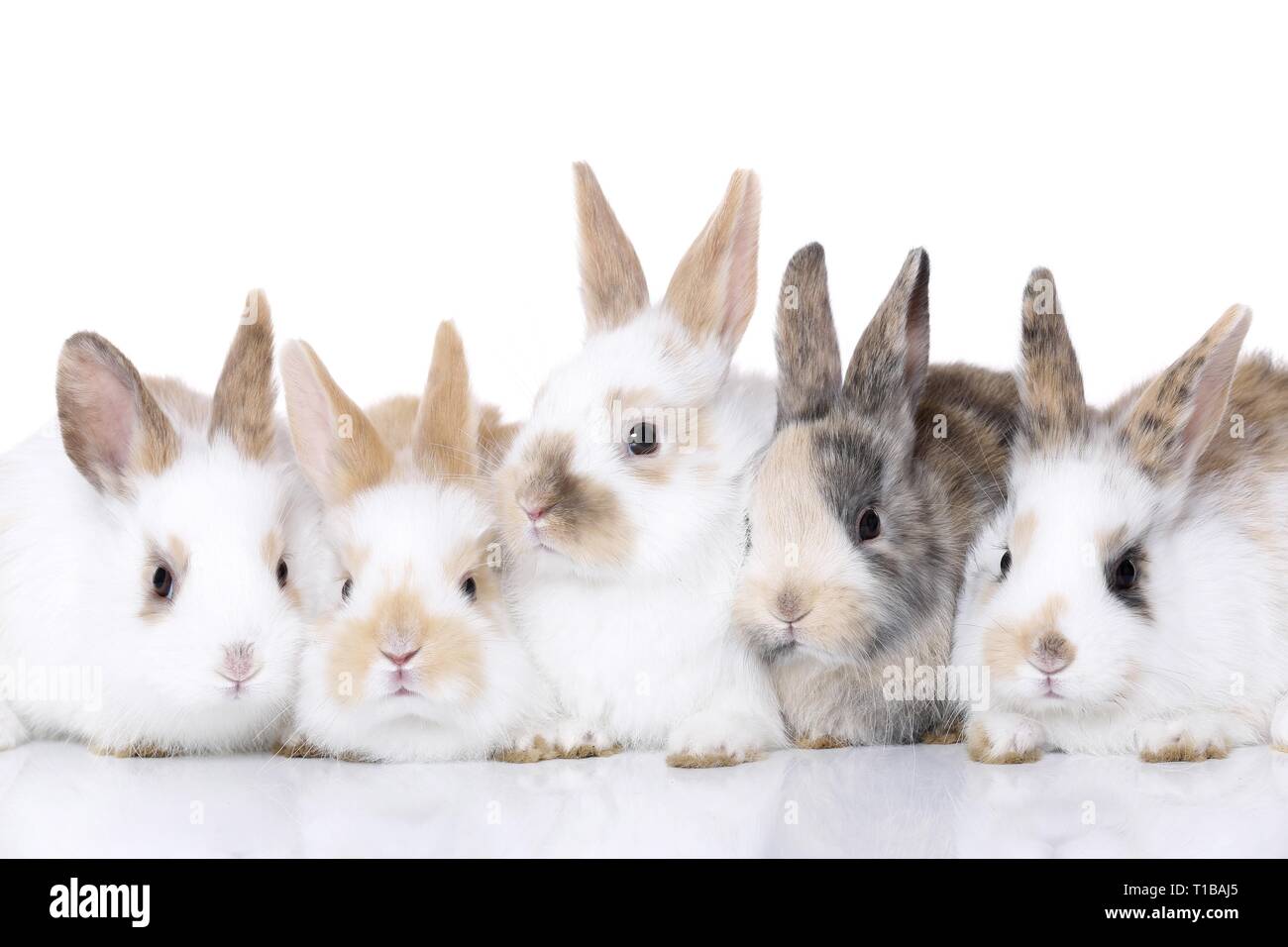 5 young rabbits Stock Photo - Alamy
