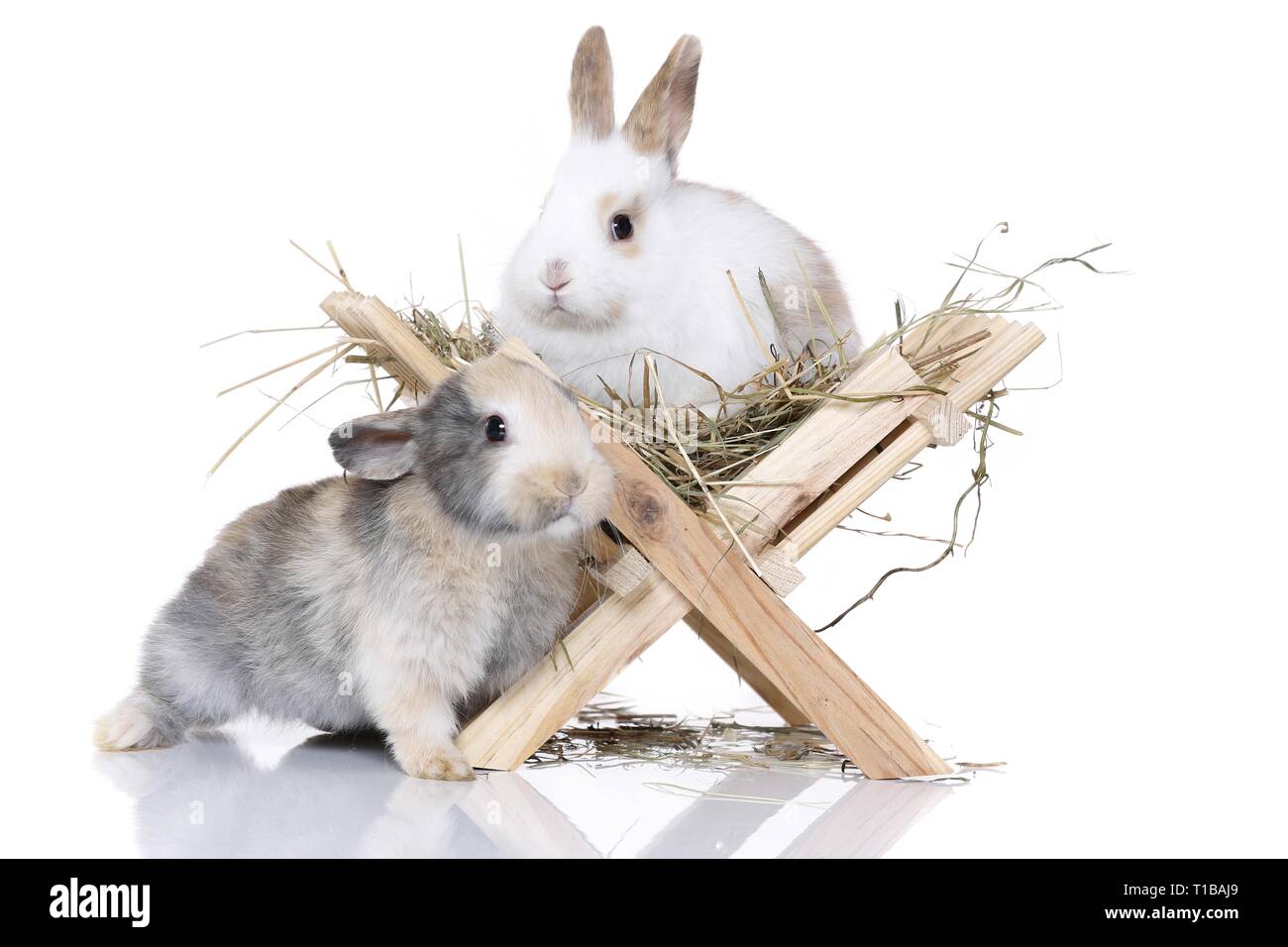 2 baby rabbits hi-res stock photography and images - Alamy