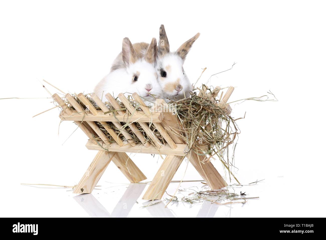 2 baby rabbits hi-res stock photography and images - Alamy