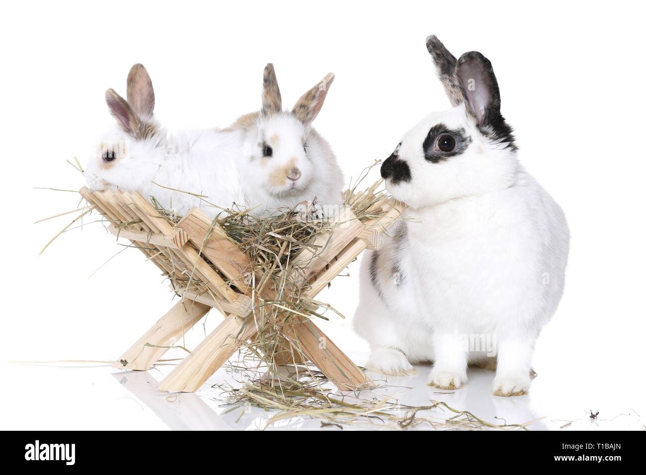 Piebald rabbit hay hi-res stock photography and images - Alamy