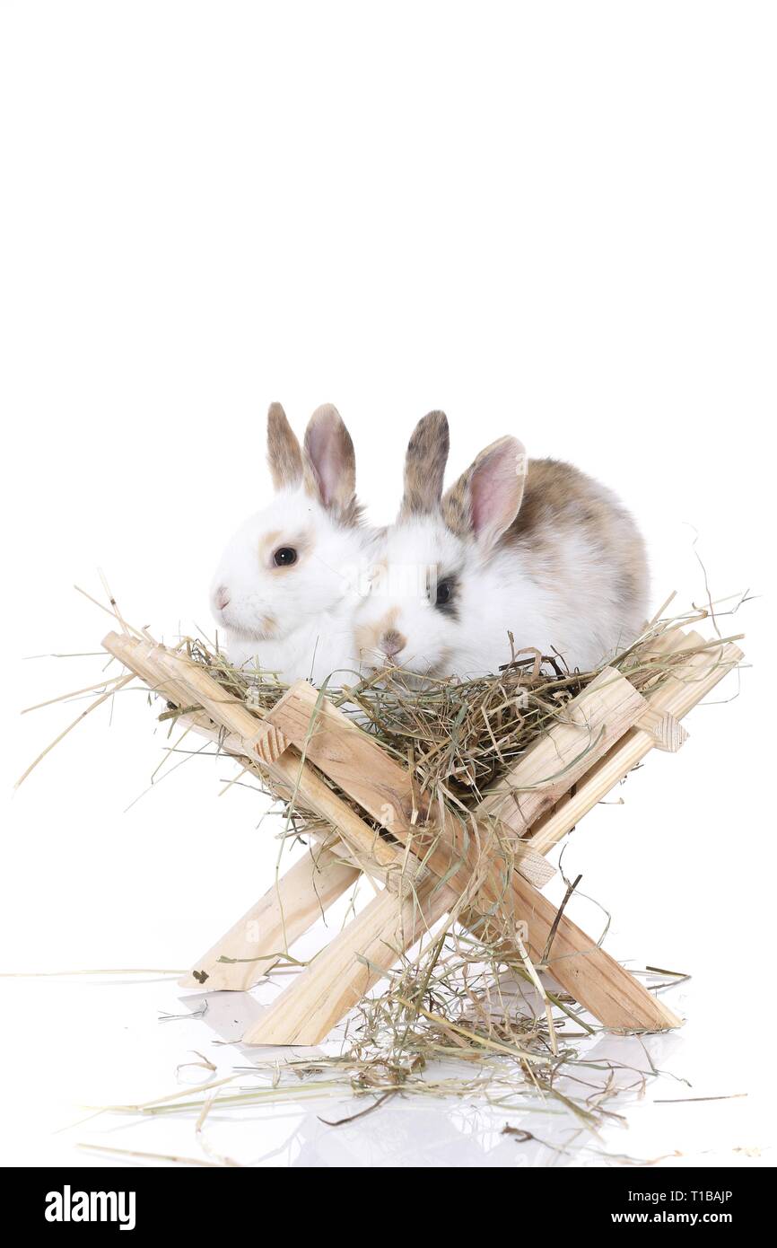 2 baby rabbits hi-res stock photography and images - Alamy