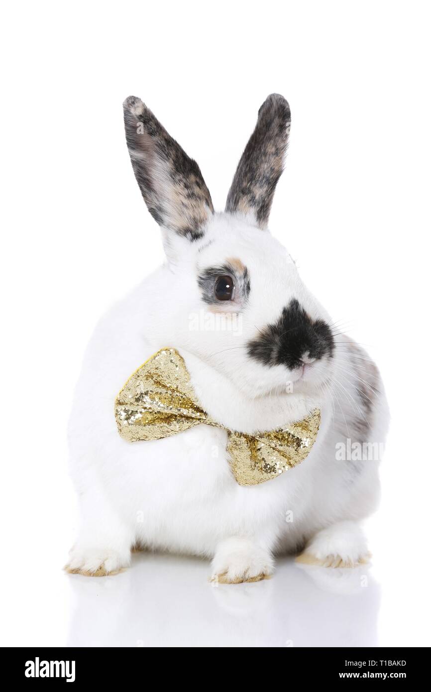 Decoration dicky hi-res stock photography and images - Alamy