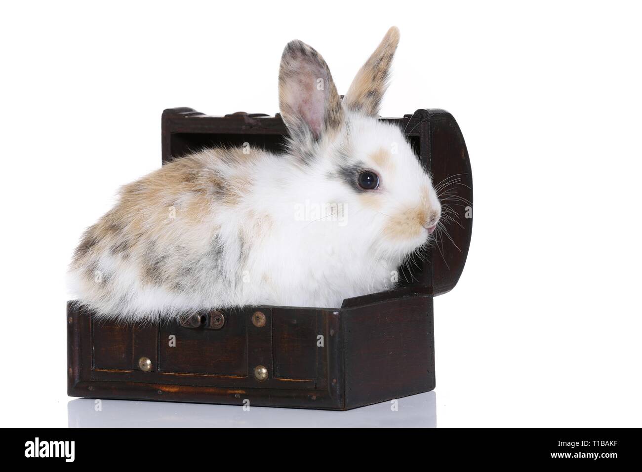 Rabbit out of box hi-res stock photography and images - Alamy