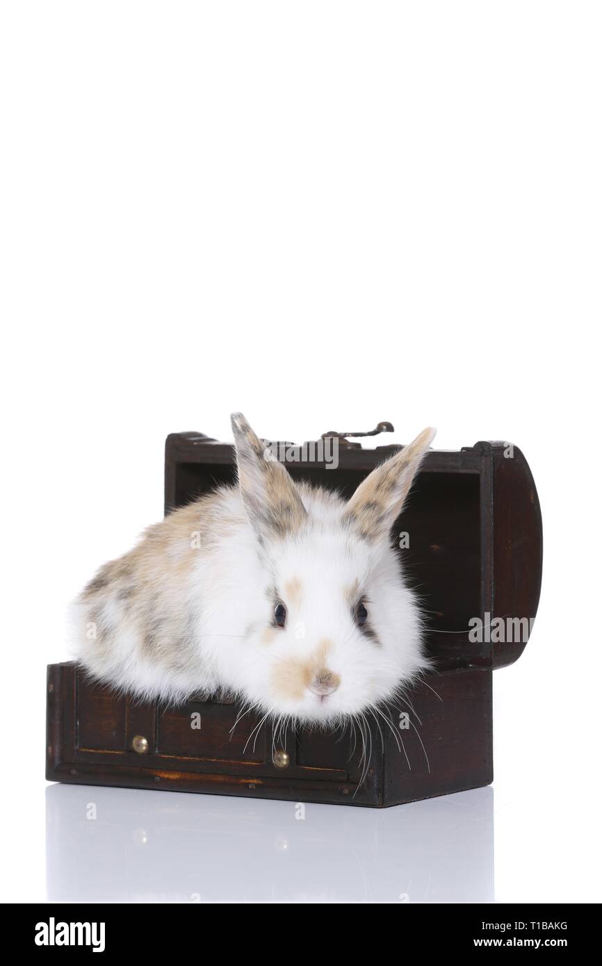 Rabbit out of box hi-res stock photography and images - Alamy
