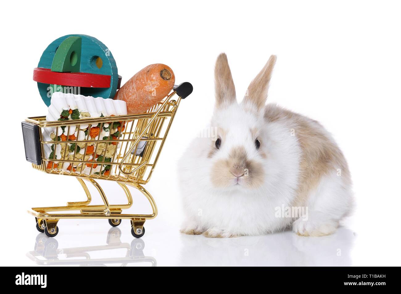 Stone rabbits hi-res stock photography and images - Alamy