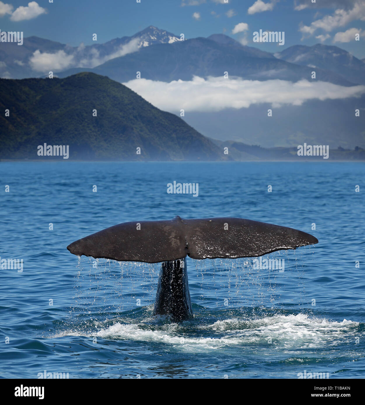 Sperm whale starts a deep dive at the coast near Kaikoura (New Zealand ...