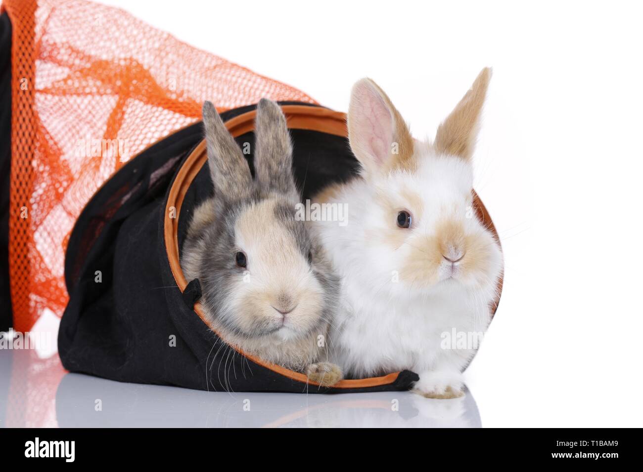 Two rabbits cuddling hi-res stock photography and images - Alamy