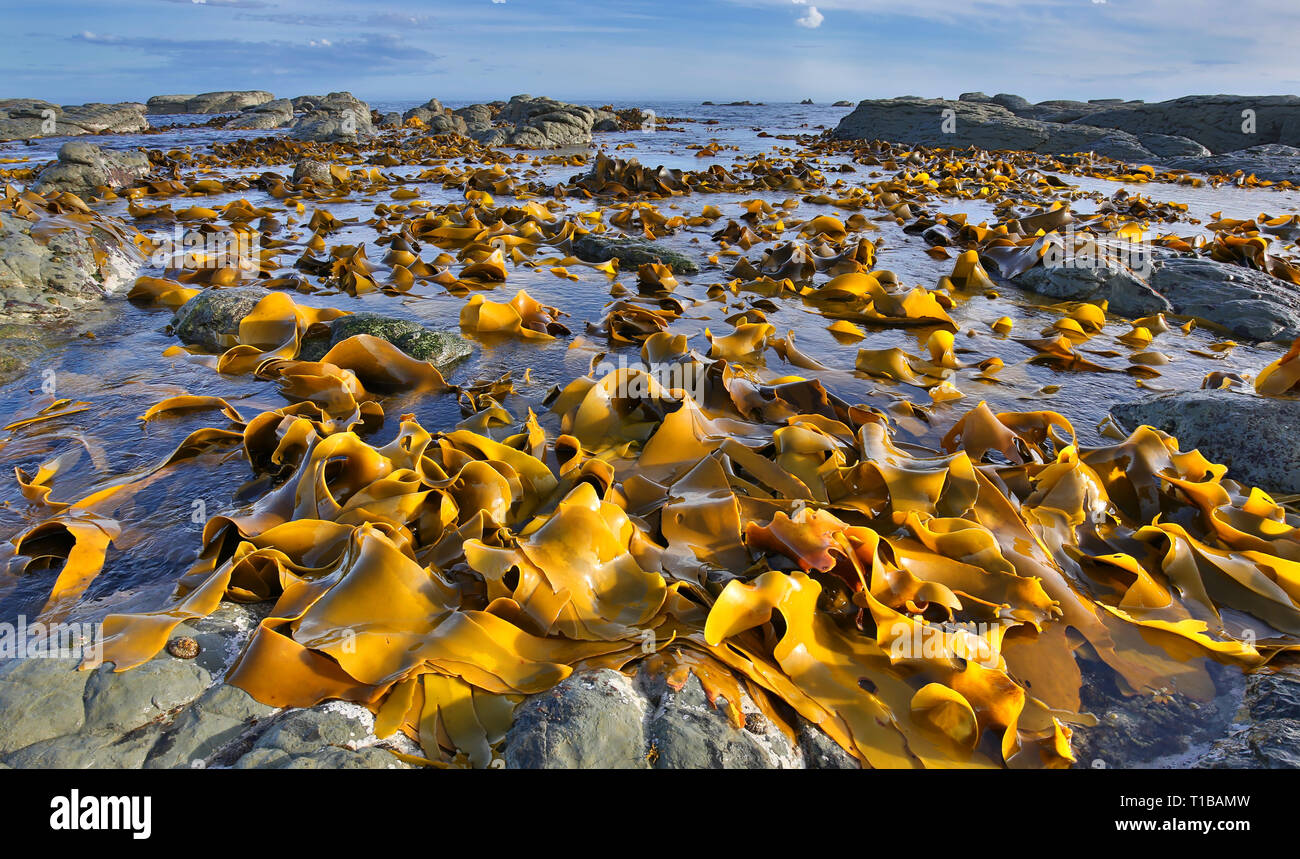 Kelp bed hi-res stock photography and images - Alamy