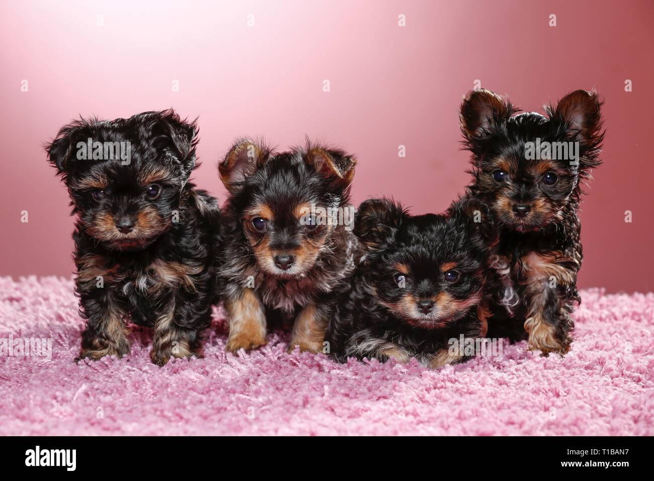 4 Yorkshire Terrier Puppies Stock Photo - Alamy
