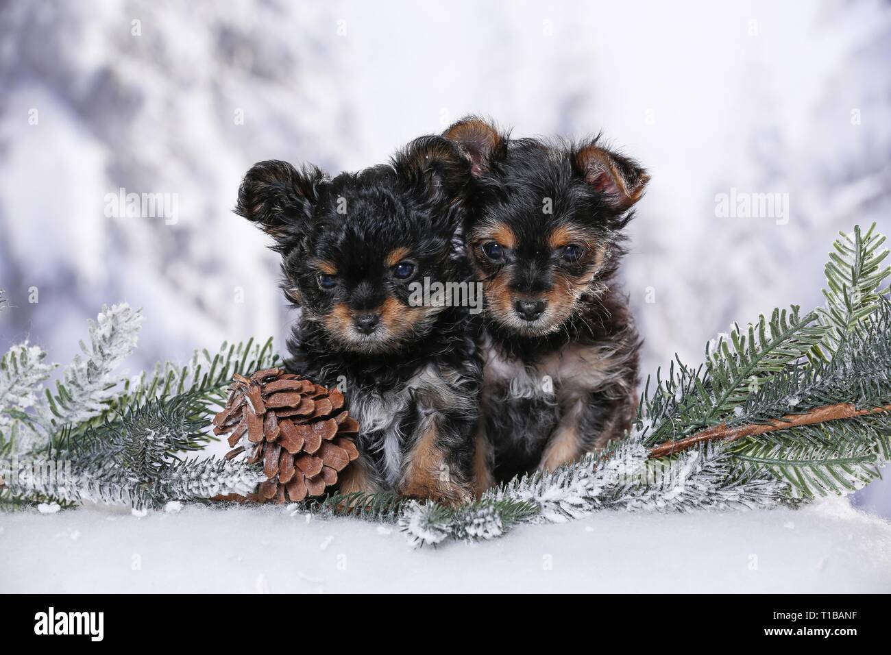 2 Yorkshire Terrier Puppies Stock Photo - Alamy