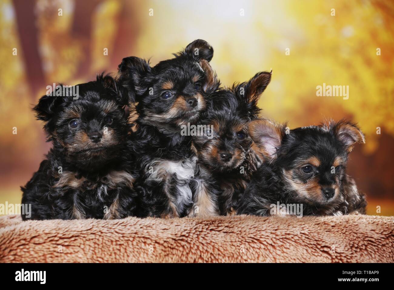 4 Yorkshire Terrier Puppies Stock Photo - Alamy