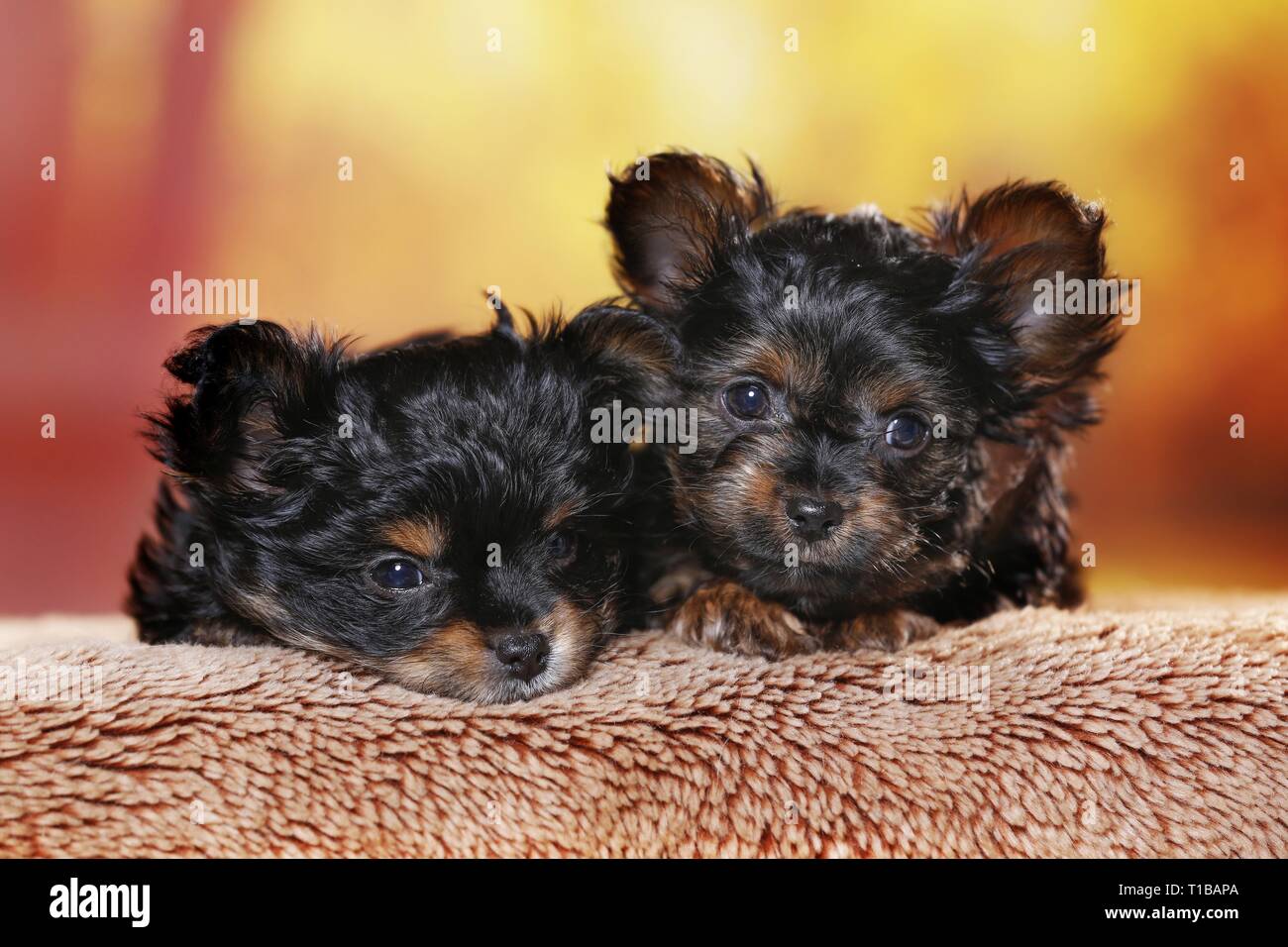 2 Yorkshire Terrier Puppies Stock Photo - Alamy