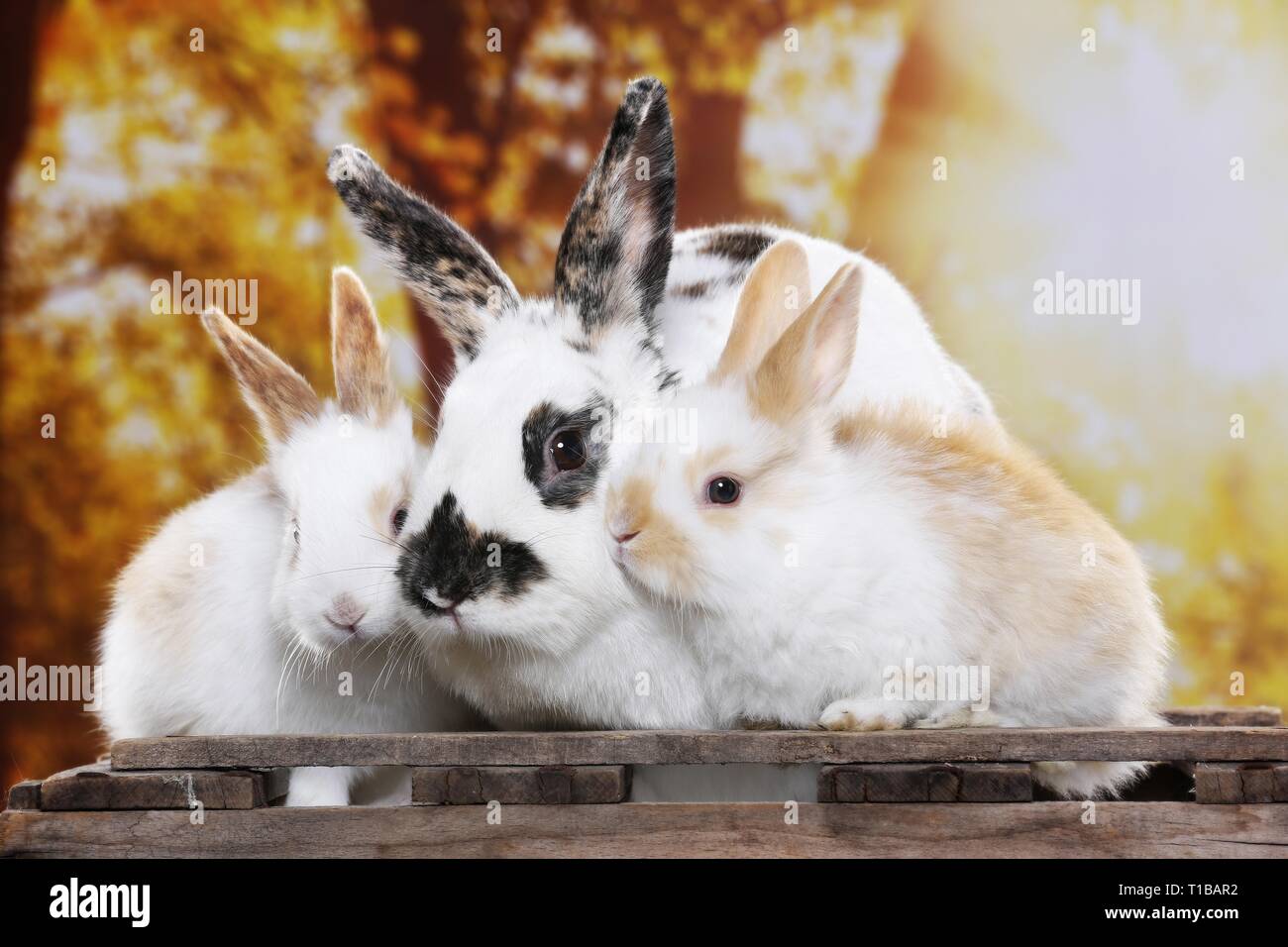 Red rabbit case hi-res stock photography and images - Alamy
