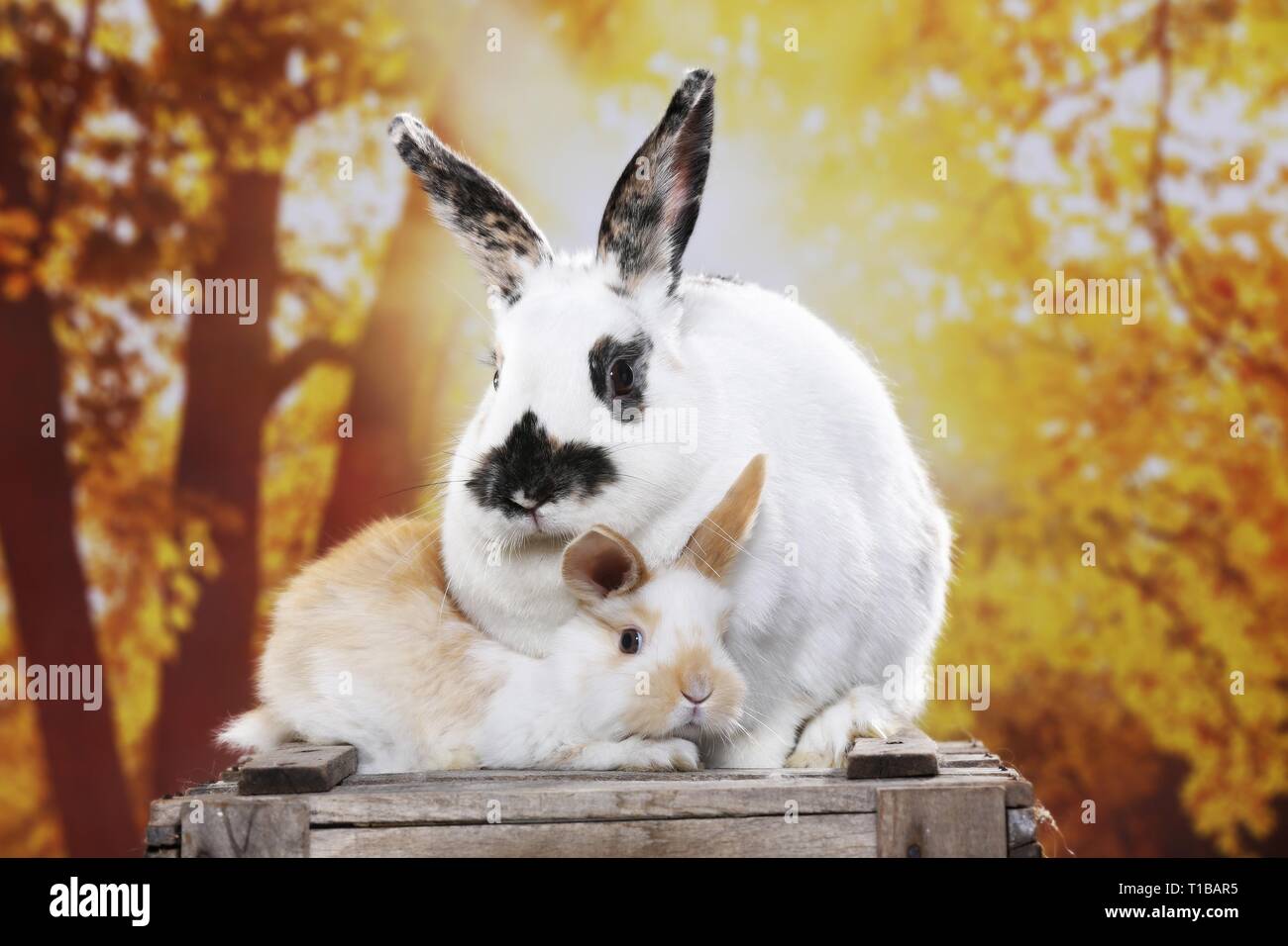 Baby snuggling bunny hi-res stock photography and images - Alamy