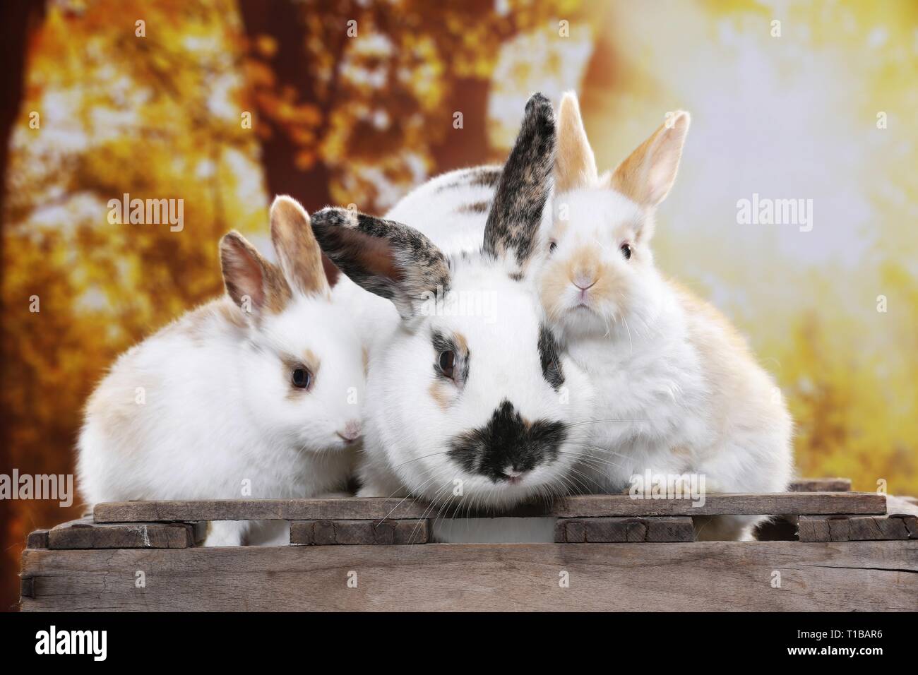 Red rabbit case hi-res stock photography and images - Alamy