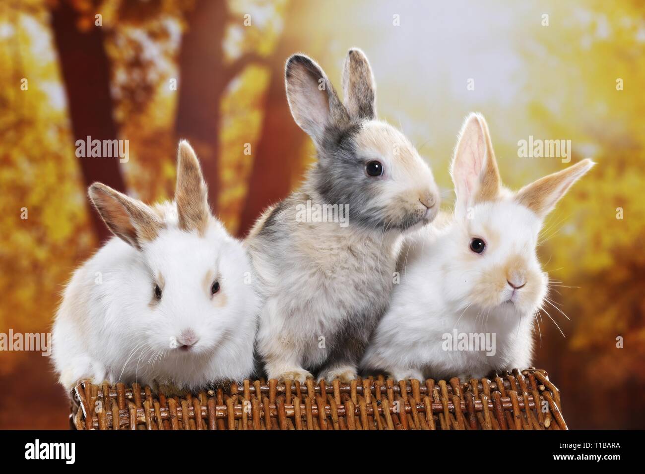 3 young rabbits Stock Photo - Alamy