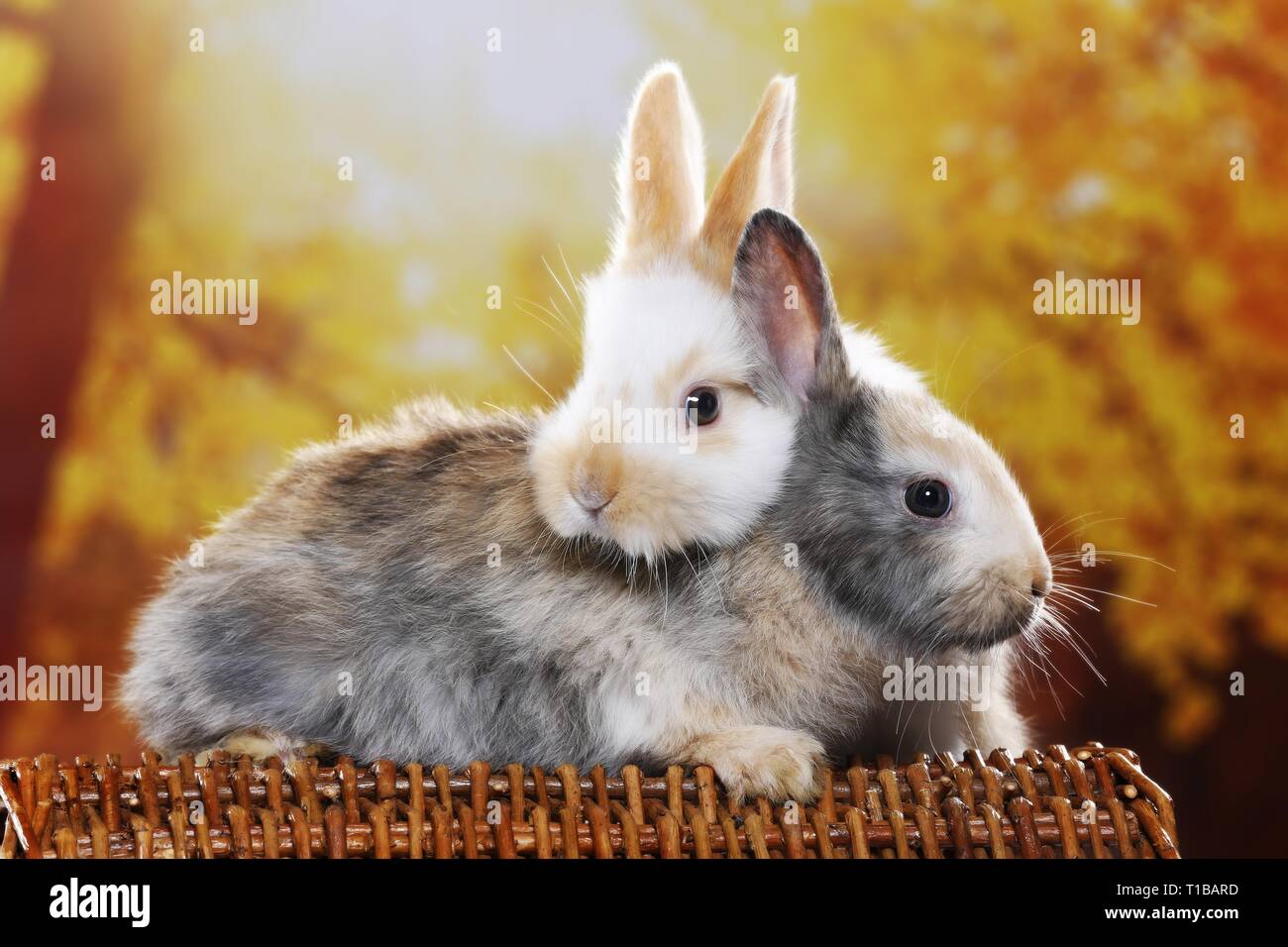 2 young rabbits Stock Photo - Alamy